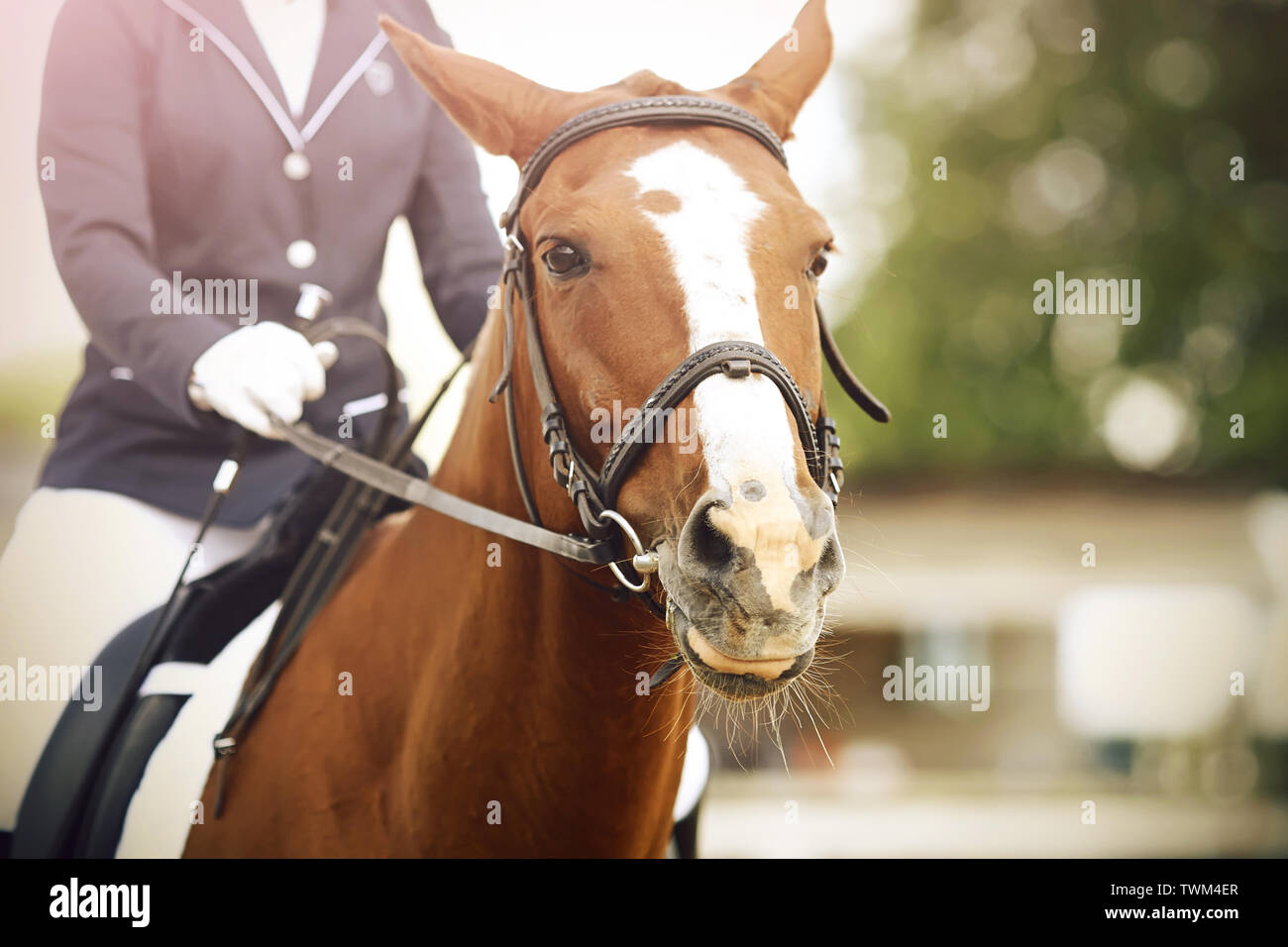 Animal dressage hi-res stock photography and images - Alamy