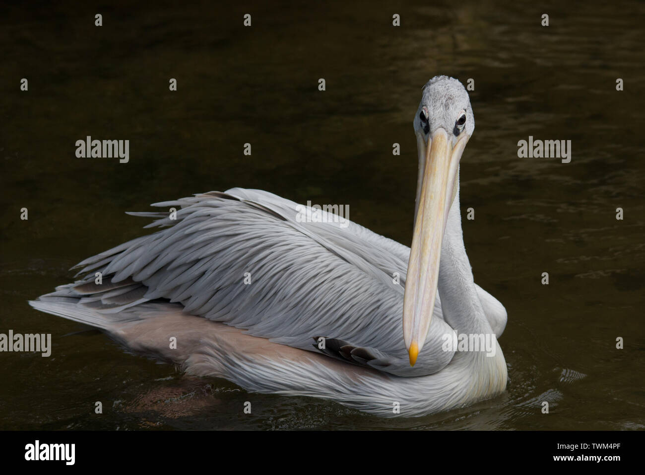 Pink Backed Pelican Stock Photo - Alamy