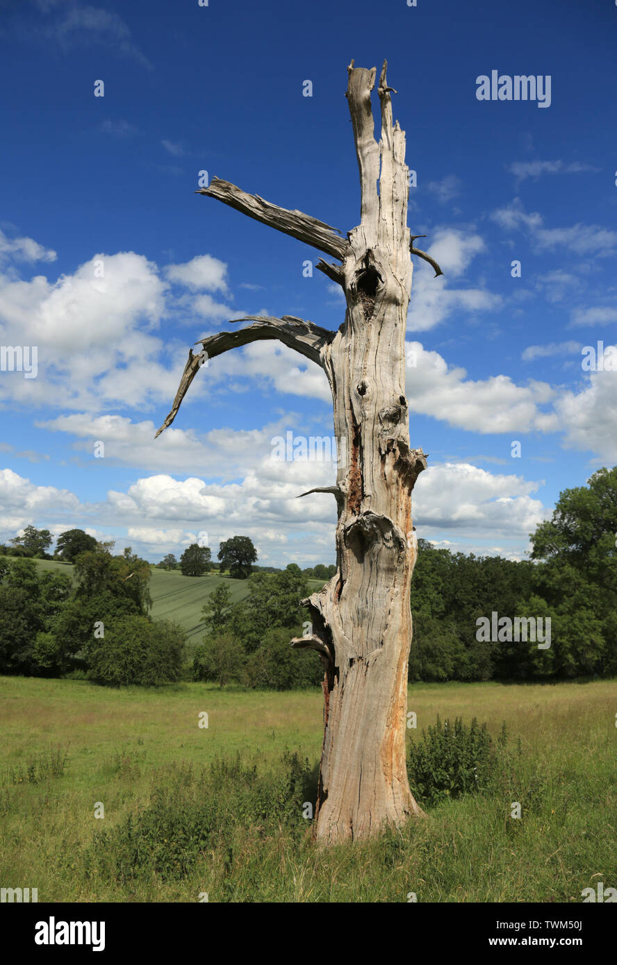 Dead tree on the Sheepwalks near Kinver, Staffordshire, England, UK ...