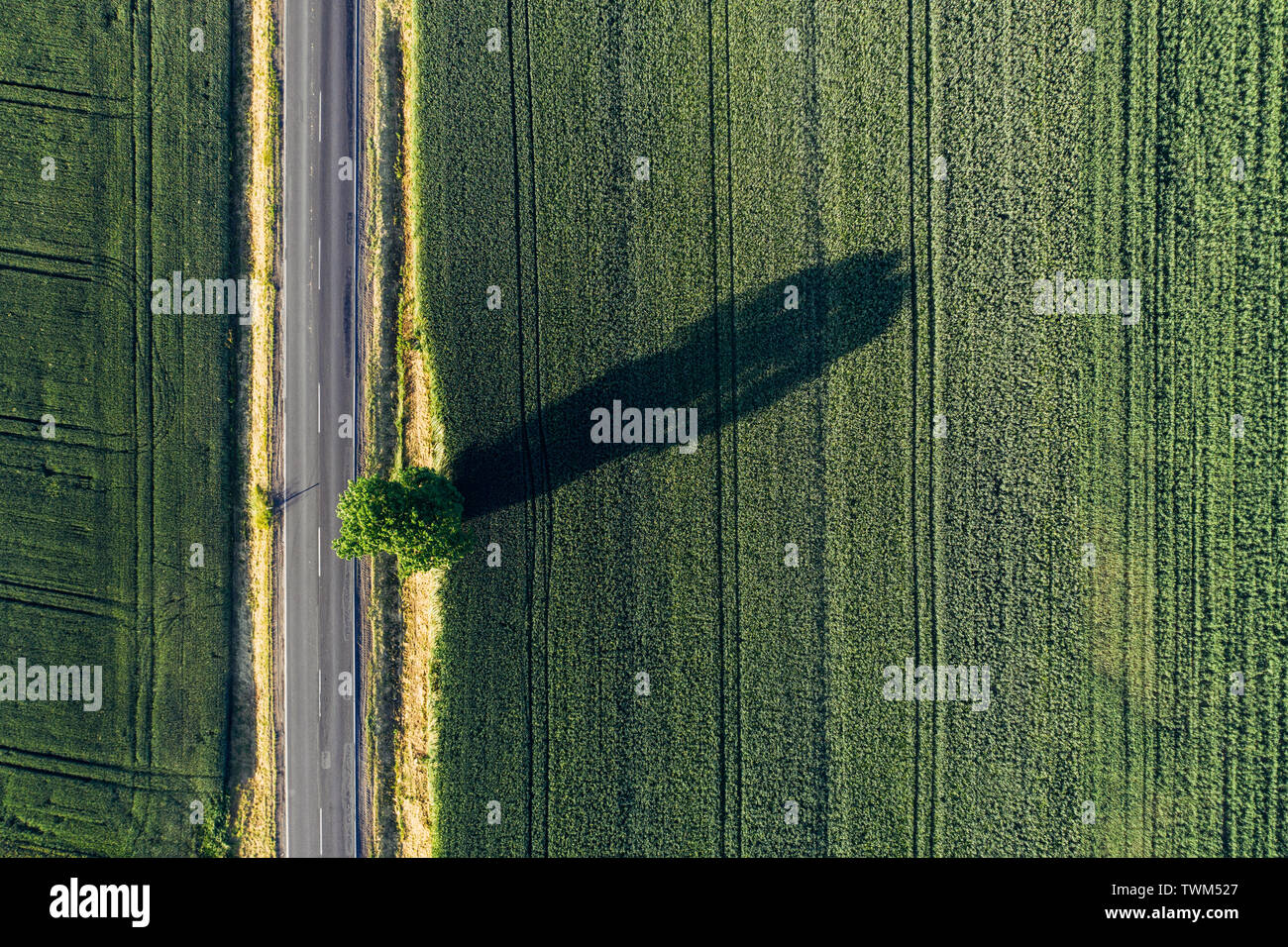 Top down view of the road, tree and field Stock Photo - Alamy
