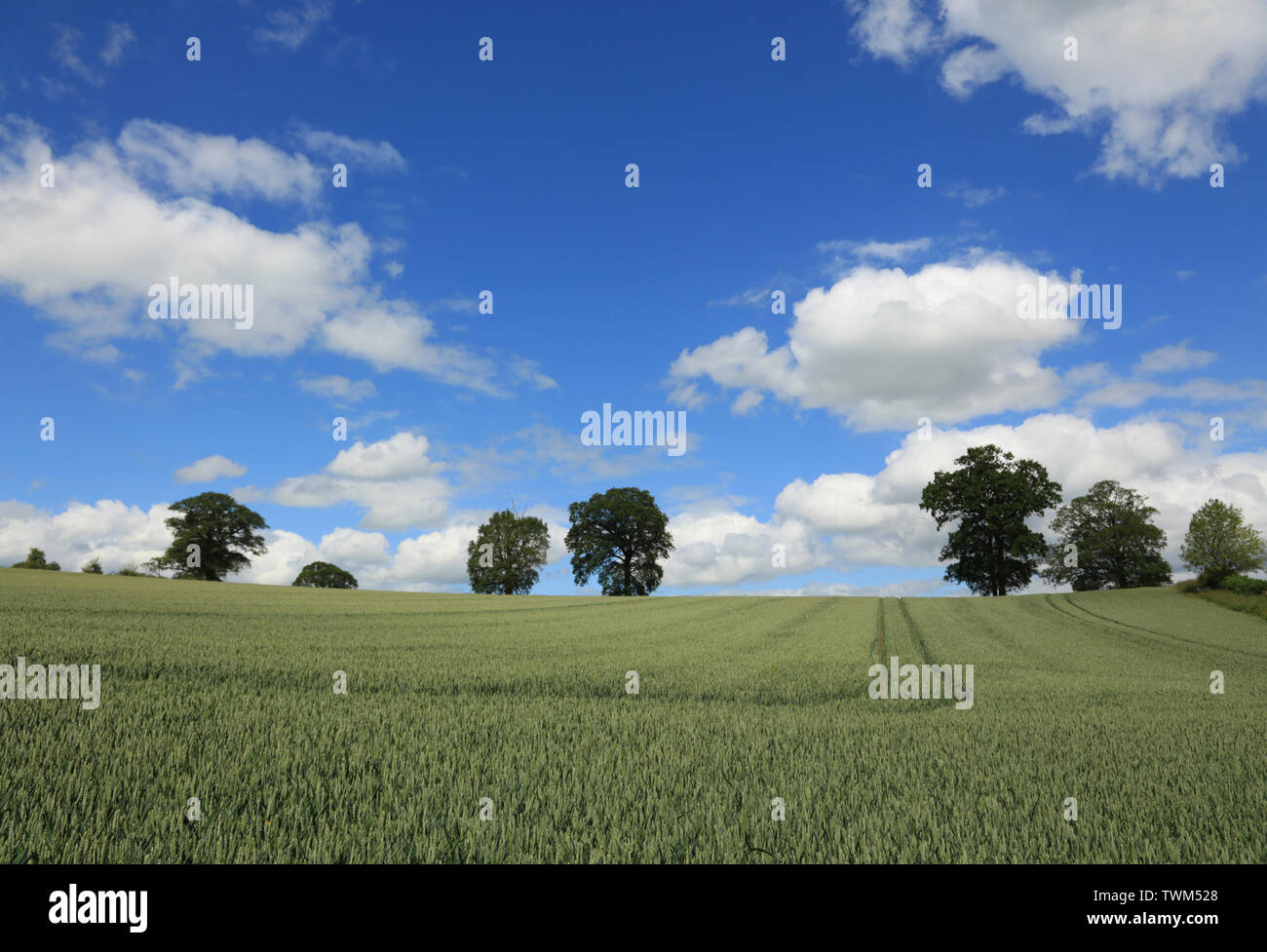 Wheat field under a blue sky in Staffordshire, England, UK Stock Photo ...