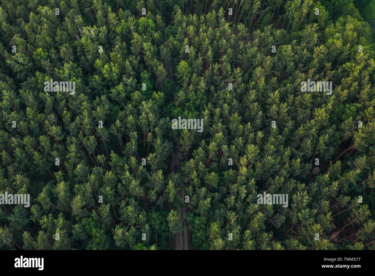 top down aerial photography of tree within a forest Stock Photo - Alamy