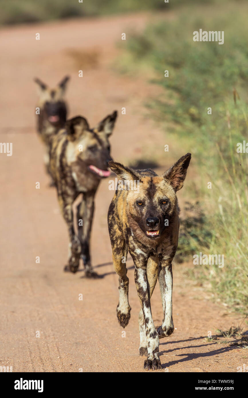 African wild dog running on gravel road in Kruger National park, South ...