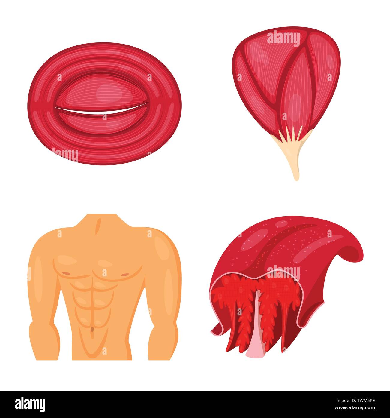 Vector design of muscle and cells logo. Set of muscle and anatomy ...