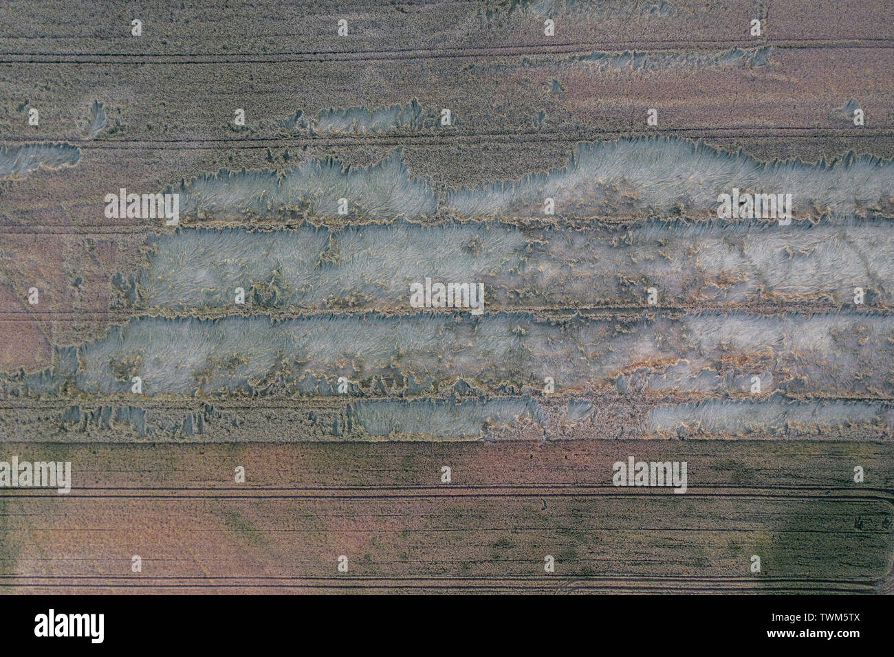 Devastated crops on the agricultural field Stock Photo - Alamy