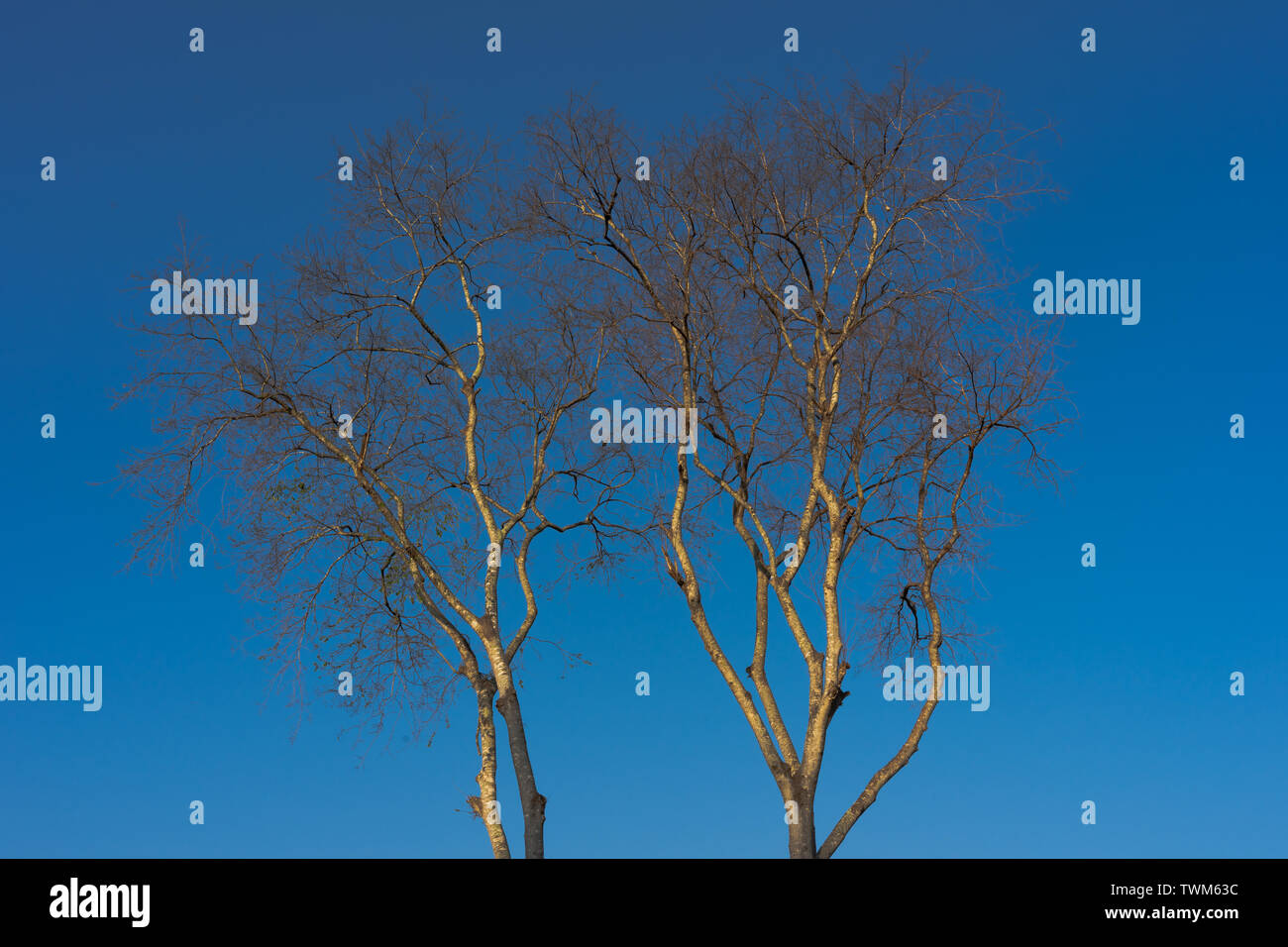 bare trees without leave , blue sky background Stock Photo - Alamy