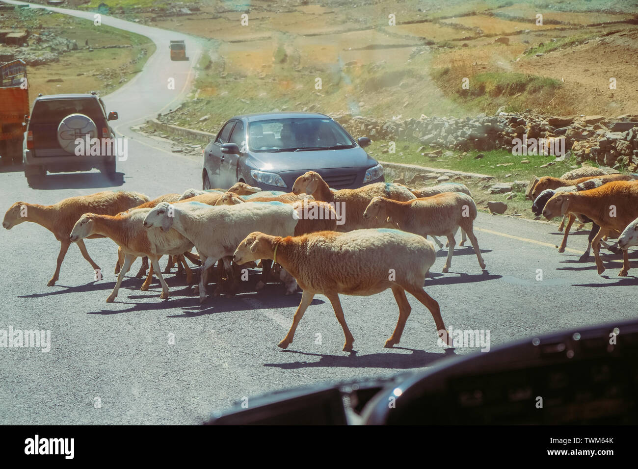 Sheep stop hi-res stock photography and images - Alamy