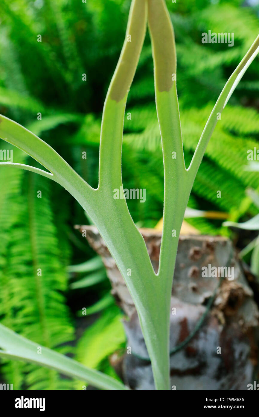 Plants Polypodiales High Resolution Stock Photography and Images - Alamy