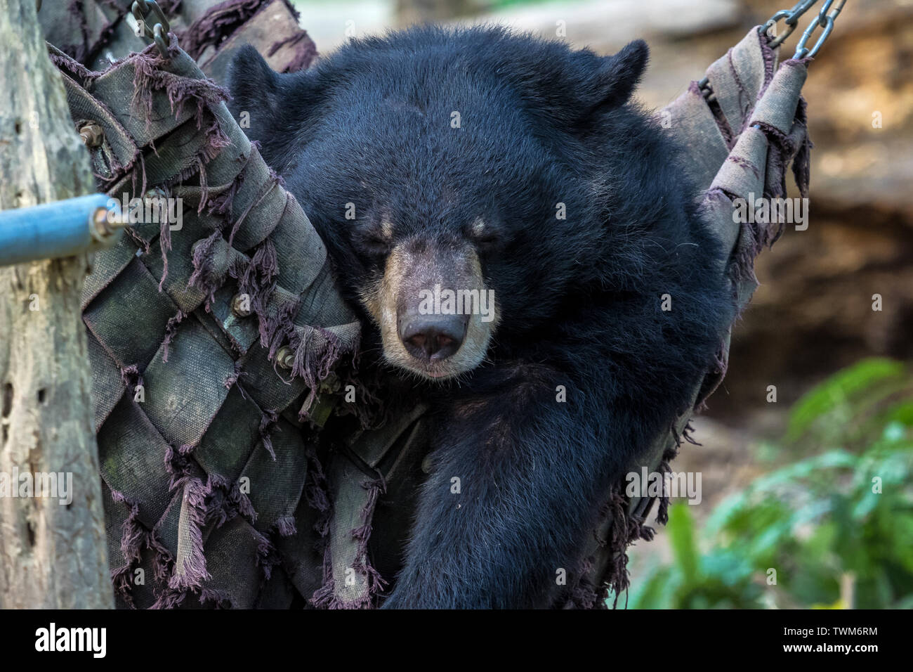 Kuang si bear park hi-res stock photography and images - Alamy