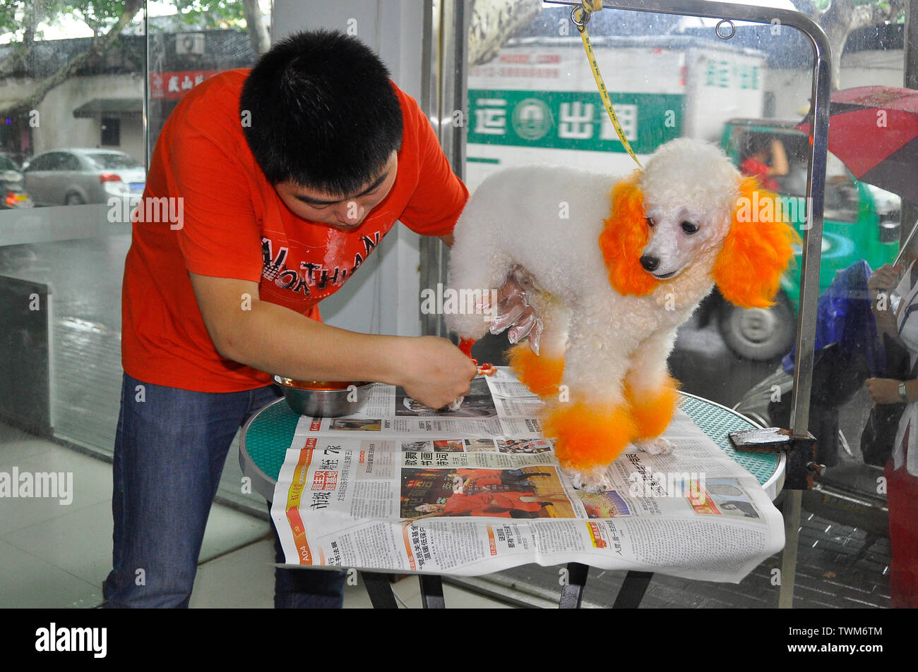 Dog parlour hi-res stock photography and images - Alamy