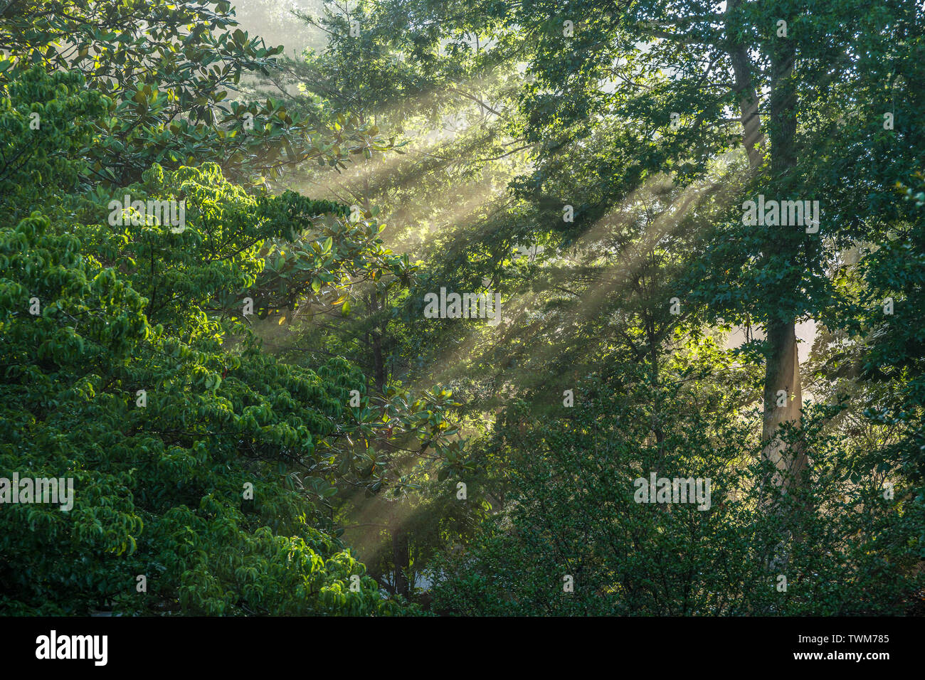 Forest Sunshine Through Clouds