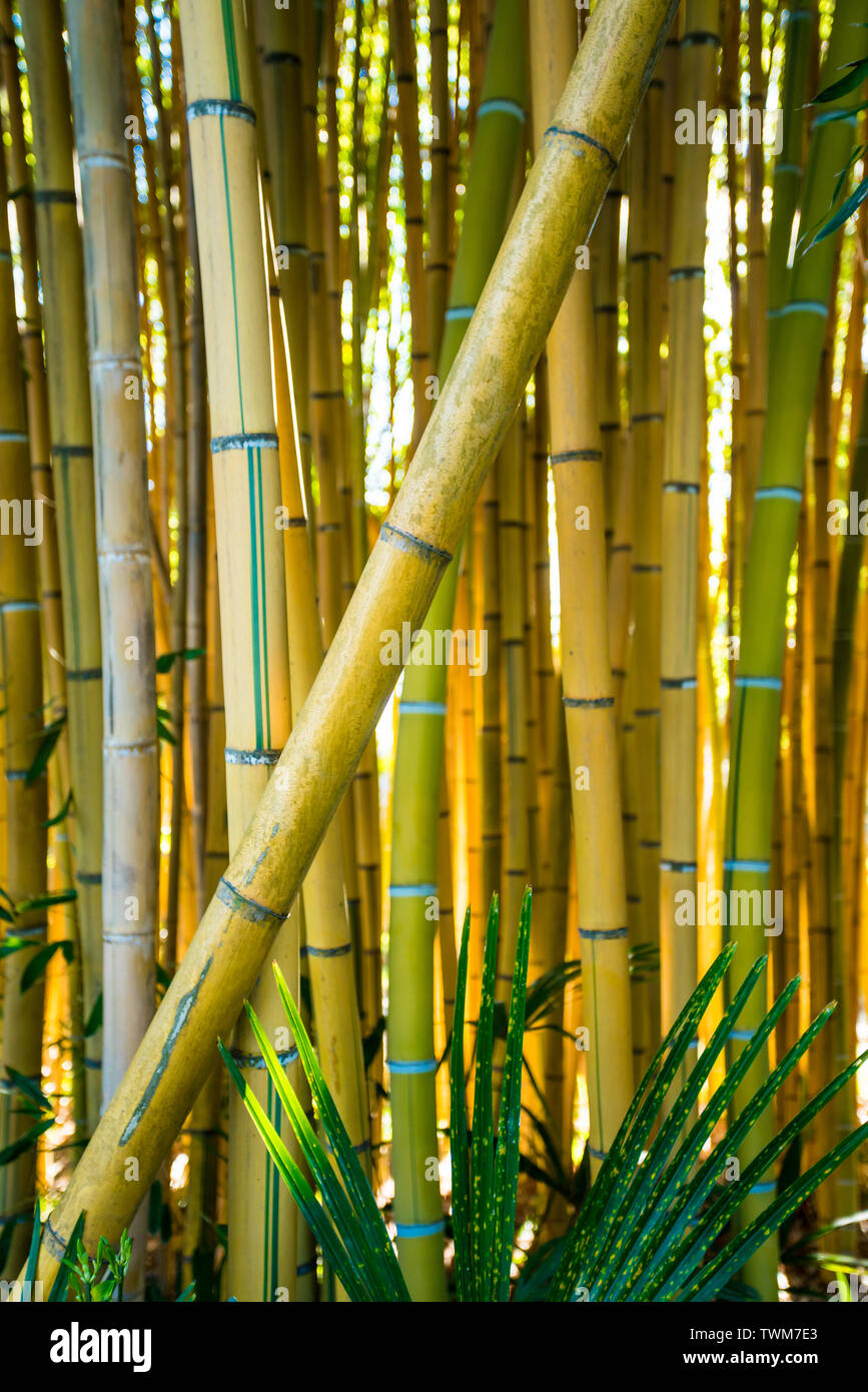 Bamboo sprouts forest. bamboo plant Stock Photo - Alamy
