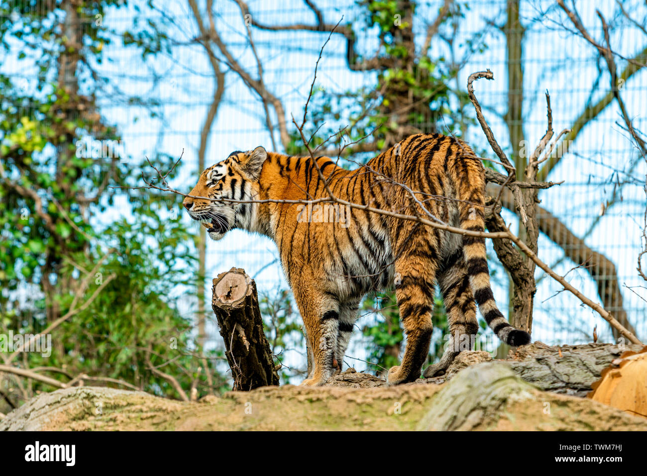 beautiful tiger in zoo. tiger in the natur Stock Photo - Alamy
