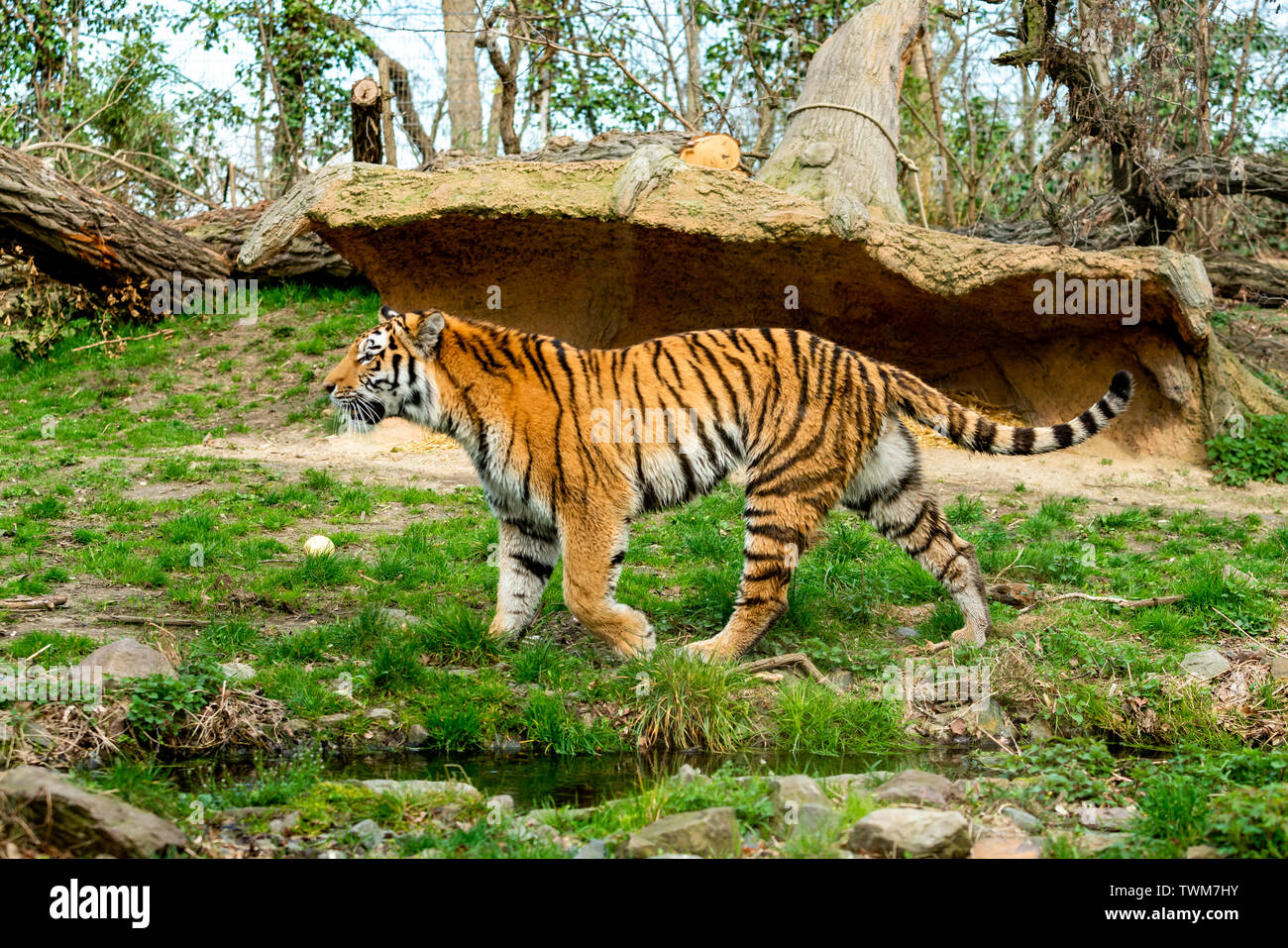 beautiful tiger in zoo. tiger in the natur Stock Photo - Alamy