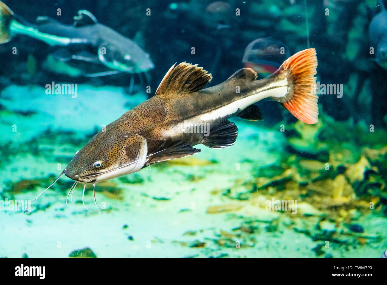 catfish in the aquarium Stock Photo - Alamy