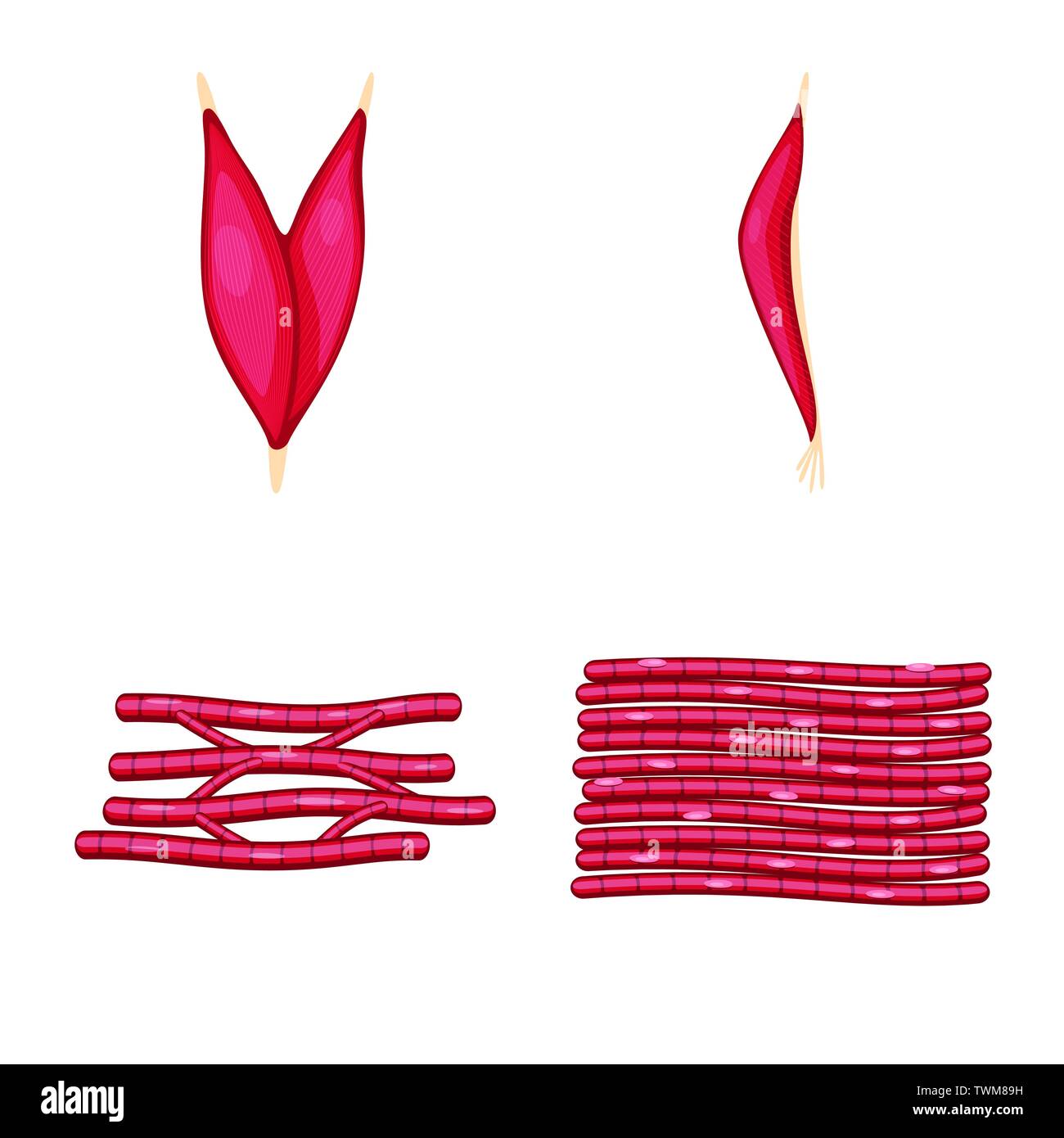 Isolated object of muscle and cells logo. Collection of muscle and ...