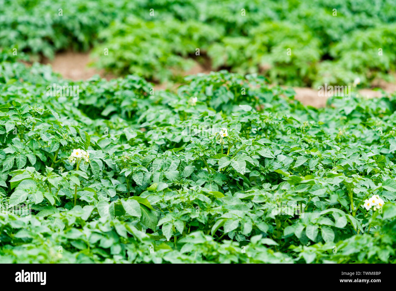 Potato field with green shoots of potatoes Stock Photo - Alamy