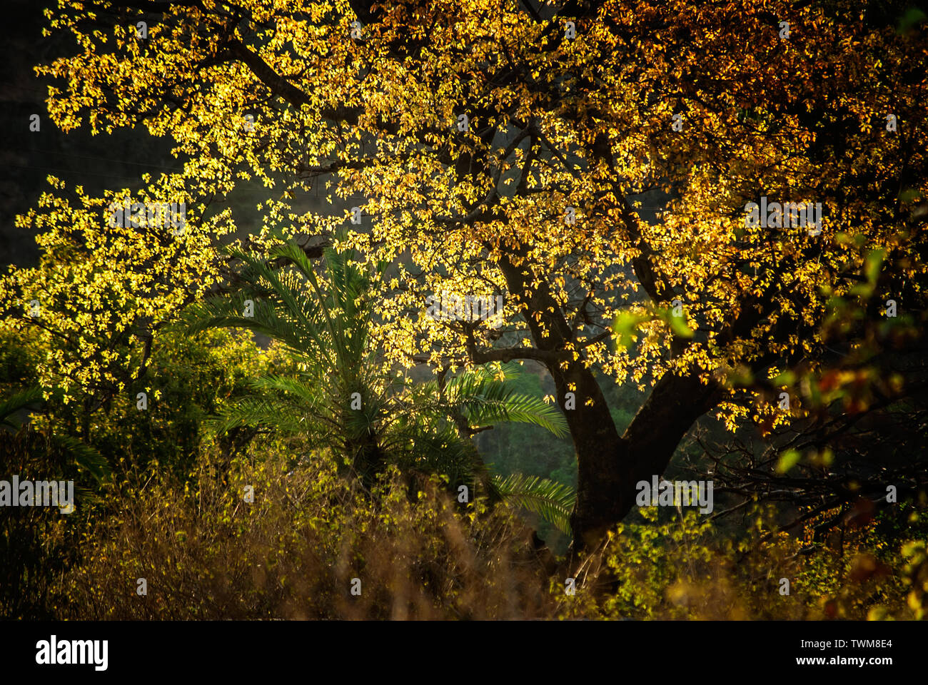 A tree is illuminated by early morning golden sunlight in Mt. Abu ...