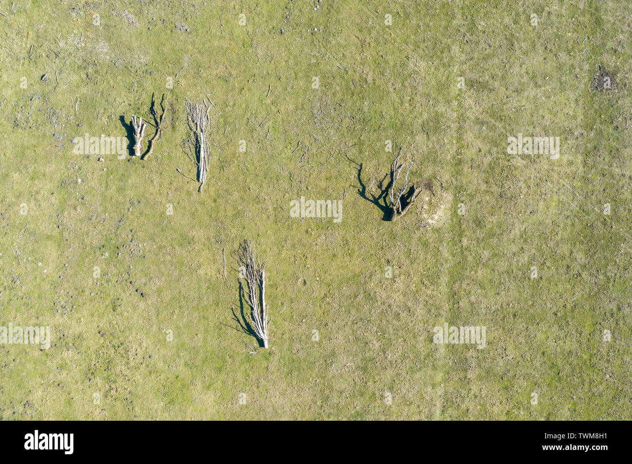 Aerial view dead trees hi-res stock photography and images - Alamy
