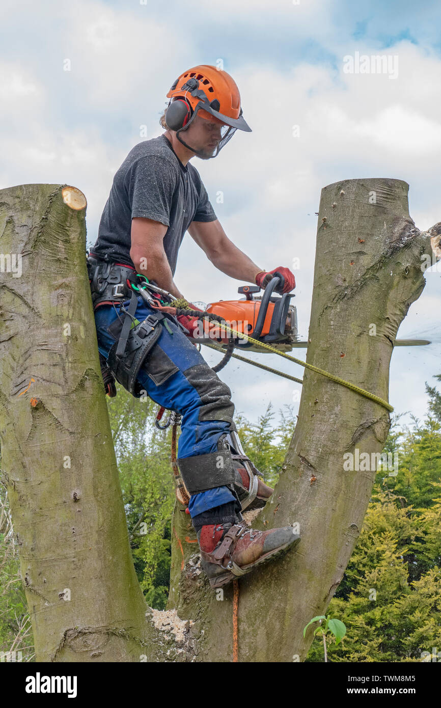 Logger and saw and tree hi-res stock photography and images - Alamy