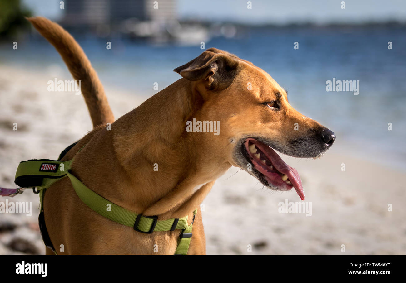 Happy dog enjoys the sun at a Florida beach Stock Photo - Alamy