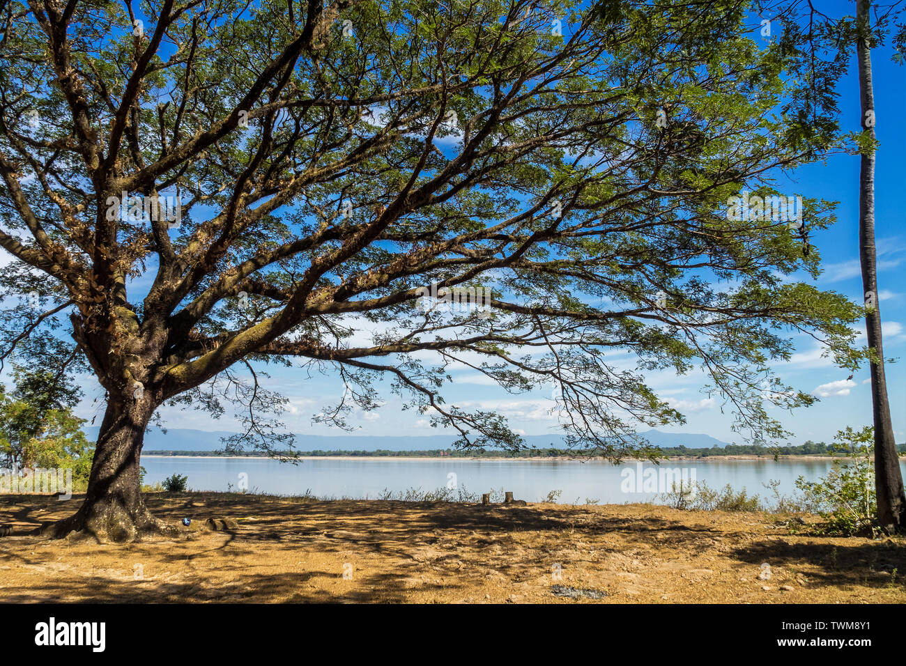 Big tree in a little village on the way from Wat Phou to the Nakasong ...