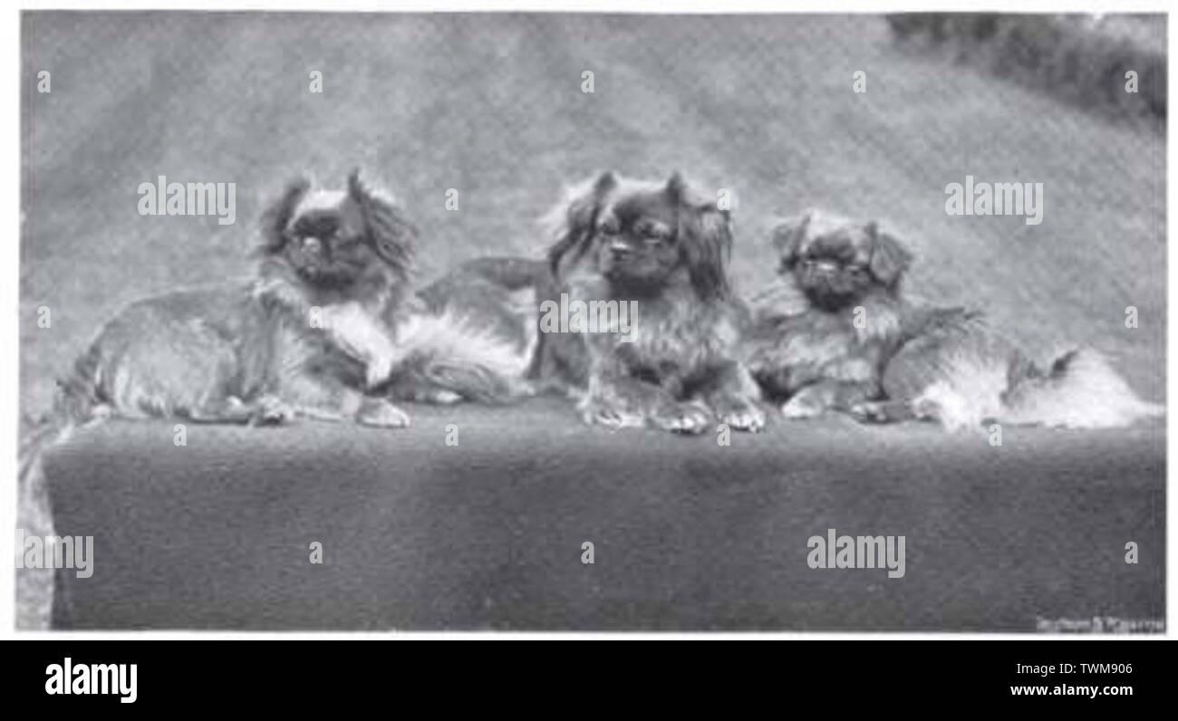 Photograph of Tibetan Spaniels - 1899 Stock Photo - Alamy