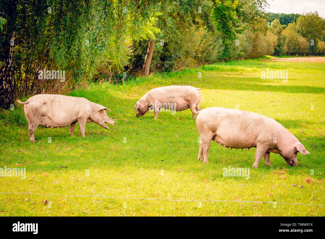 Pig portrait. Pig at pig farm Stock Photo - Alamy