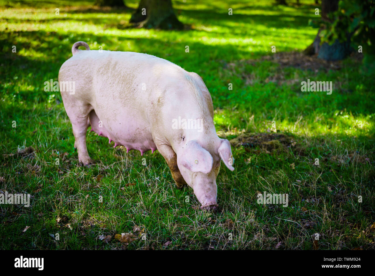 pig eats grass in a meadow Stock Photo - Alamy