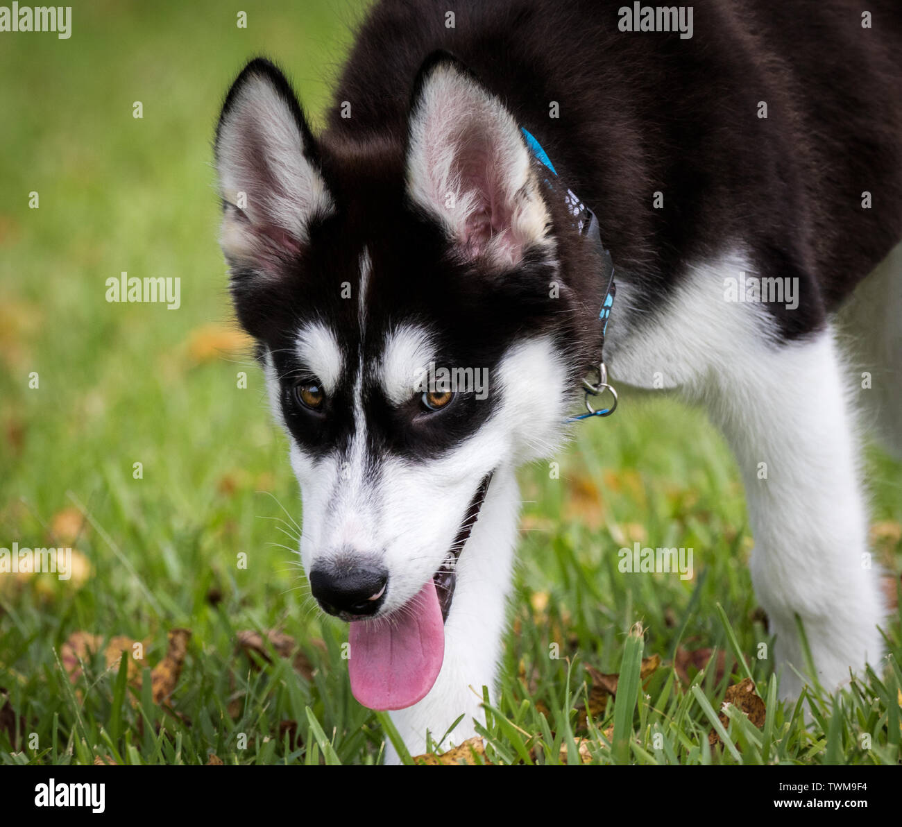 Husky and flowers hi-res stock photography and images - Alamy