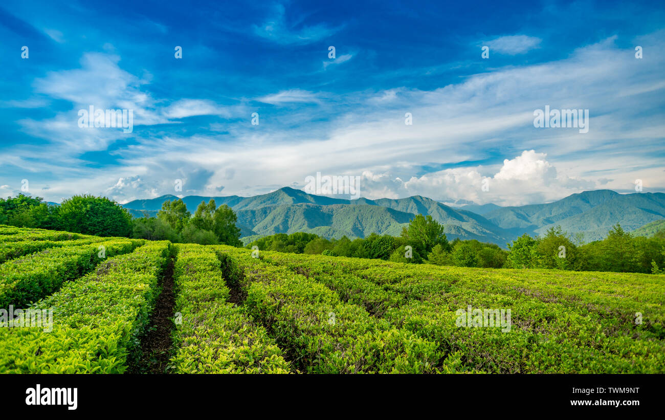 Amazing landscape view of tea plantation Stock Photo - Alamy