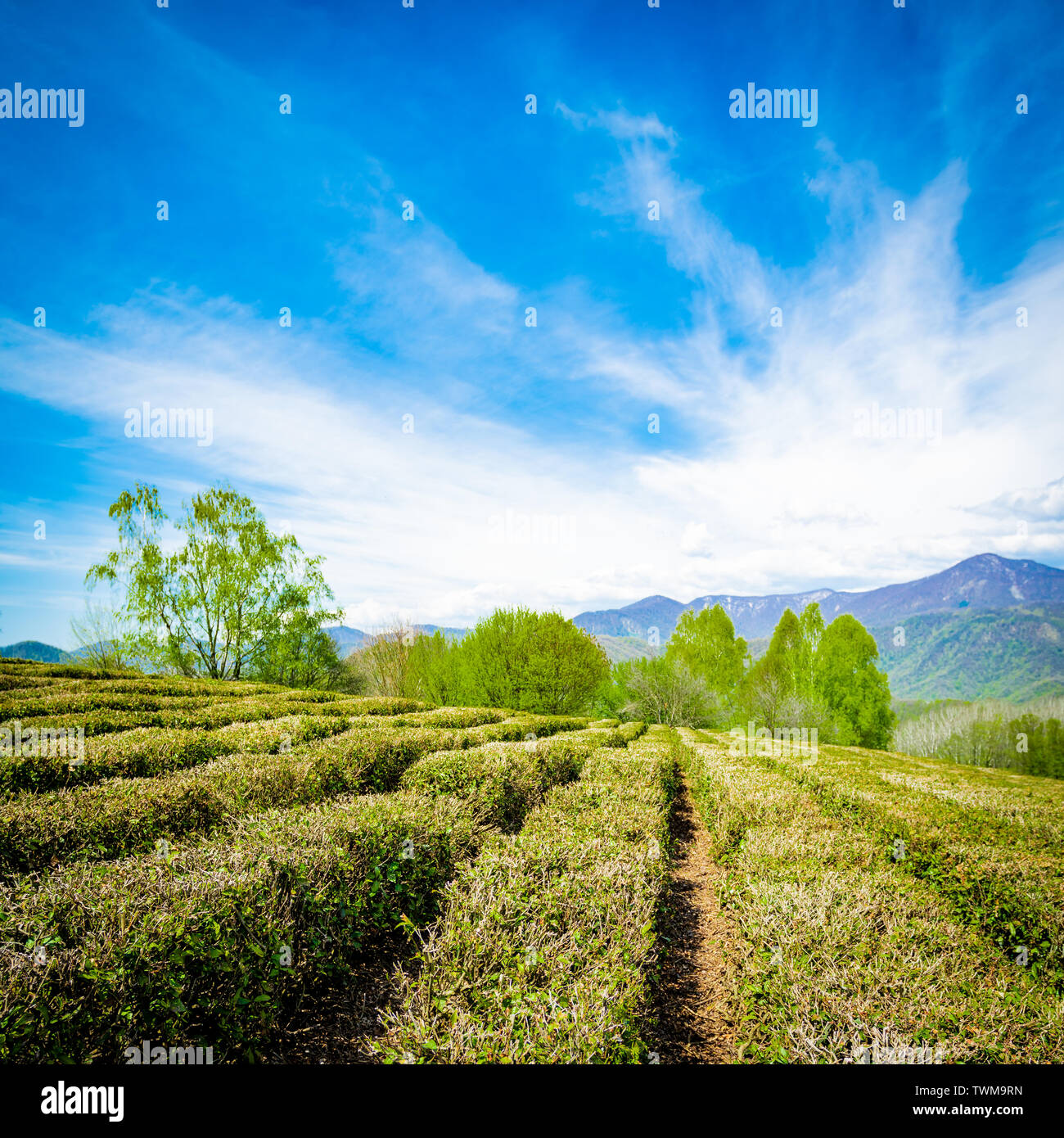 Amazing landscape view of tea plantation Stock Photo - Alamy