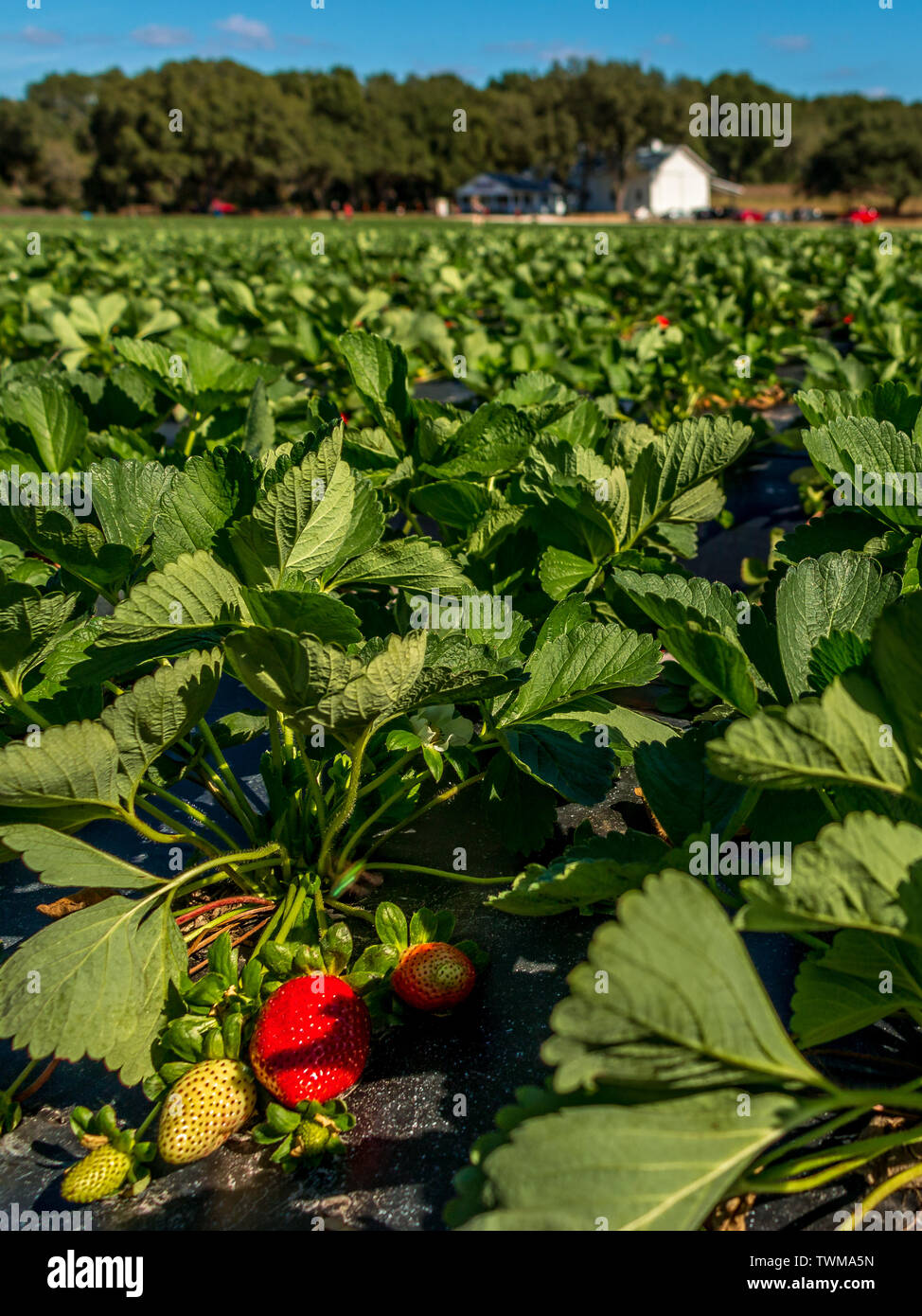 Unripe and ripe strawberries on plants on local strawberry farm Stock ...