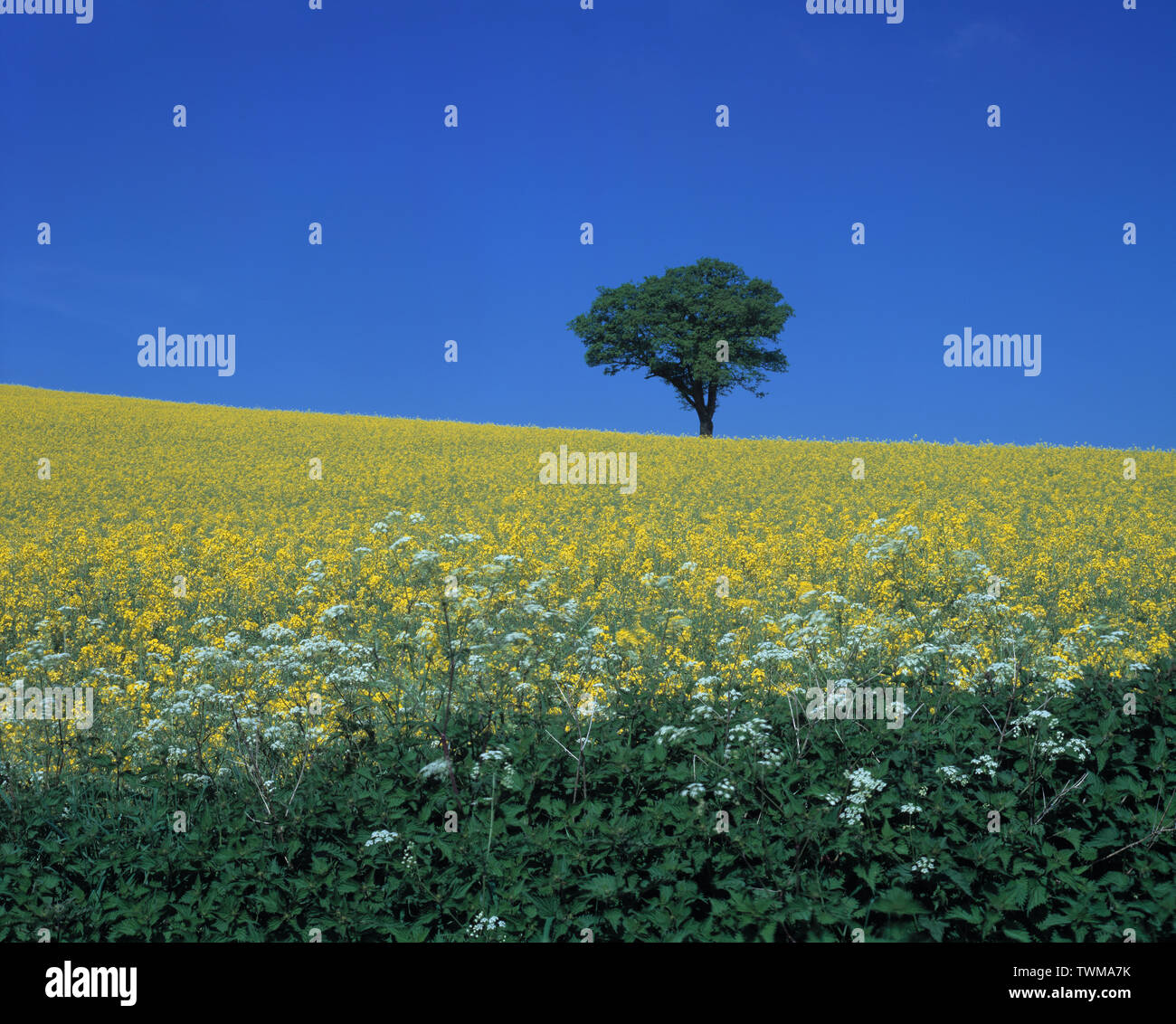 Rapeseed Field In England High Resolution Stock Photography and Images ...