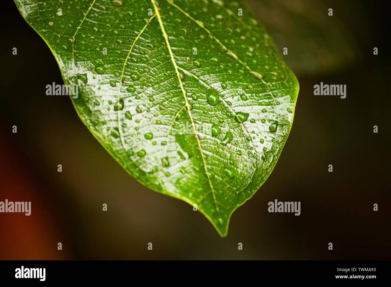 Rain vein hi-res stock photography and images - Alamy