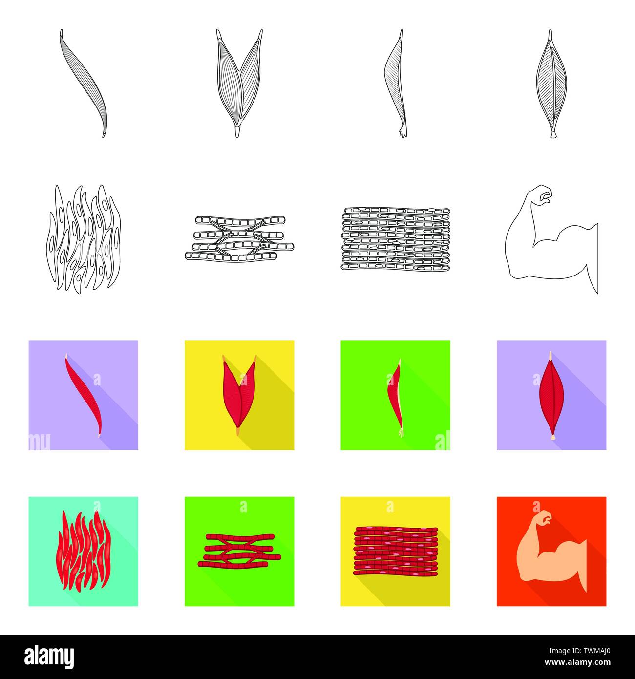 Vector design of fiber and muscular symbol. Collection of fiber and ...