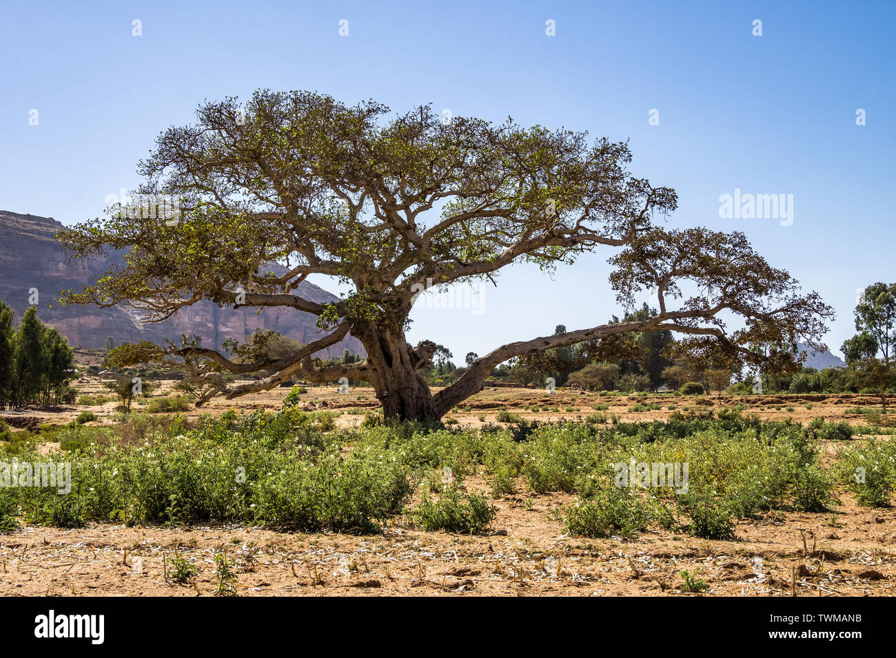 Landscape in Gheralta near Abraha Asbaha in Tigray, Northern Ethiopia ...