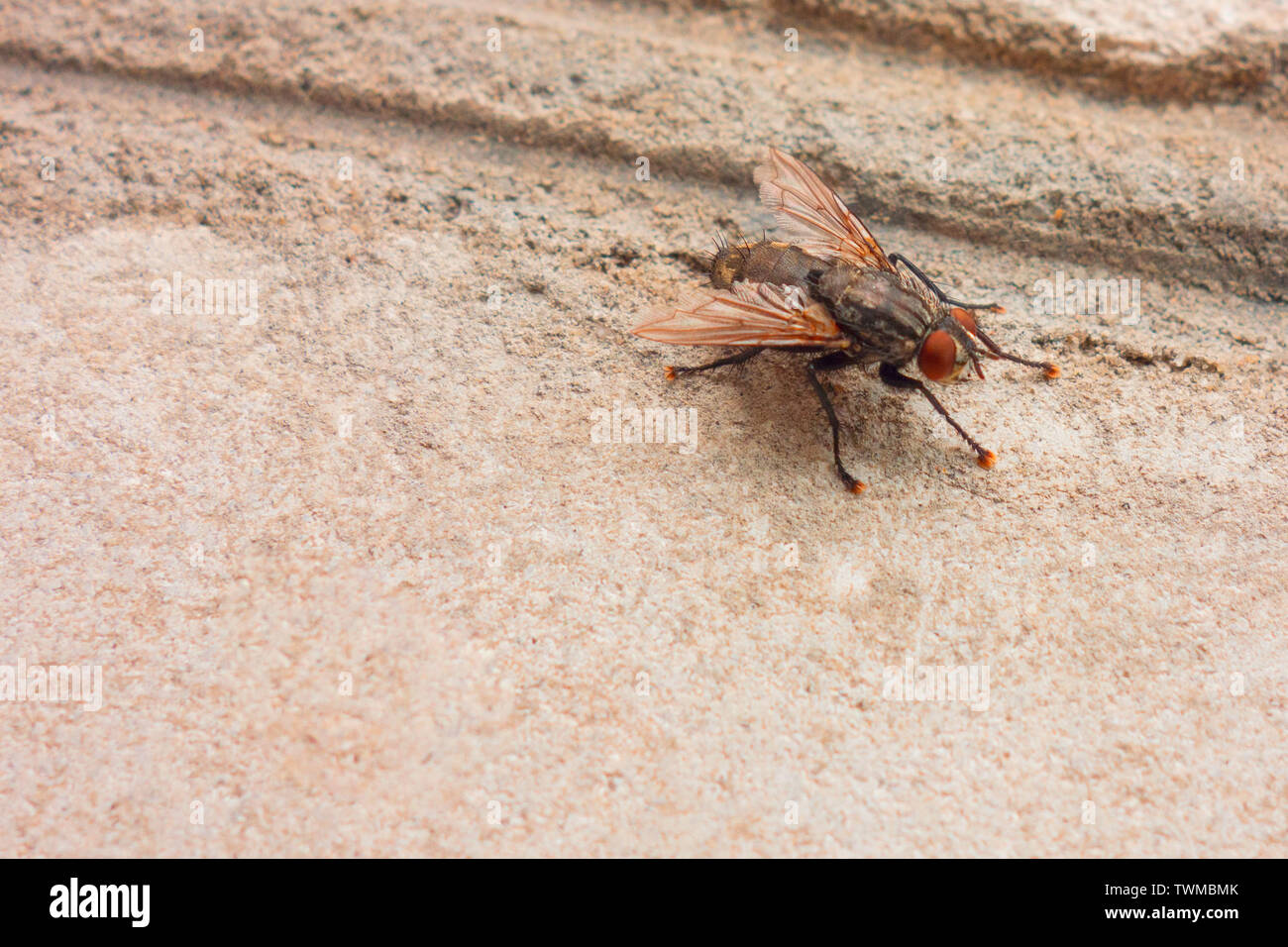 Insect control concept image. Closeup of the fly pest as a potential ...