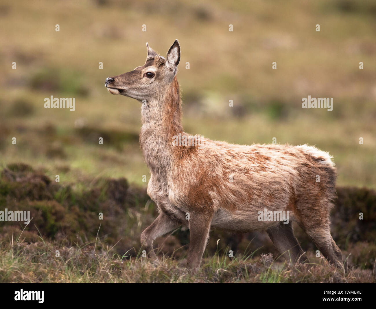 Summer deer landscape hi-res stock photography and images - Alamy