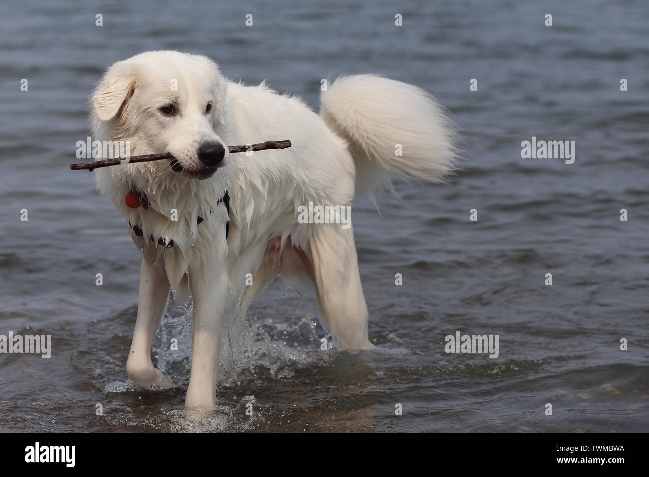 Mouth on stick hi-res stock photography and images - Alamy
