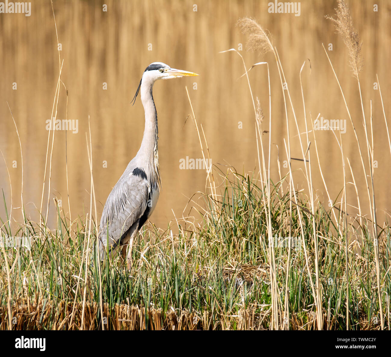 Reed water bird wildlife hi-res stock photography and images - Alamy