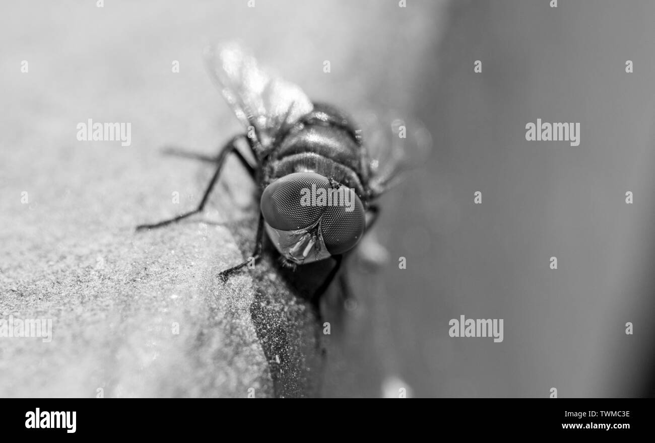 the fly are part of Israels wildlife Stock Photo - Alamy