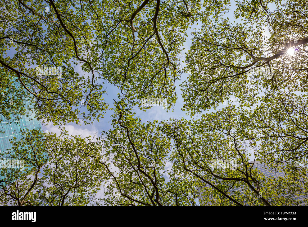 New York, Manhattan downtown, springtime. Sun behind the fresh tree ...