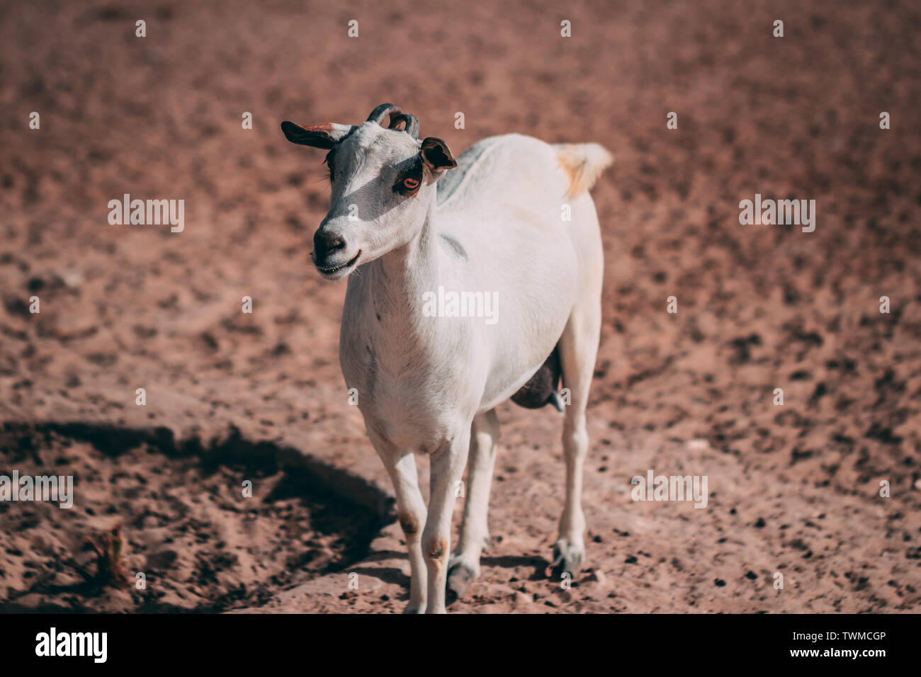 Muslim Goats Humping