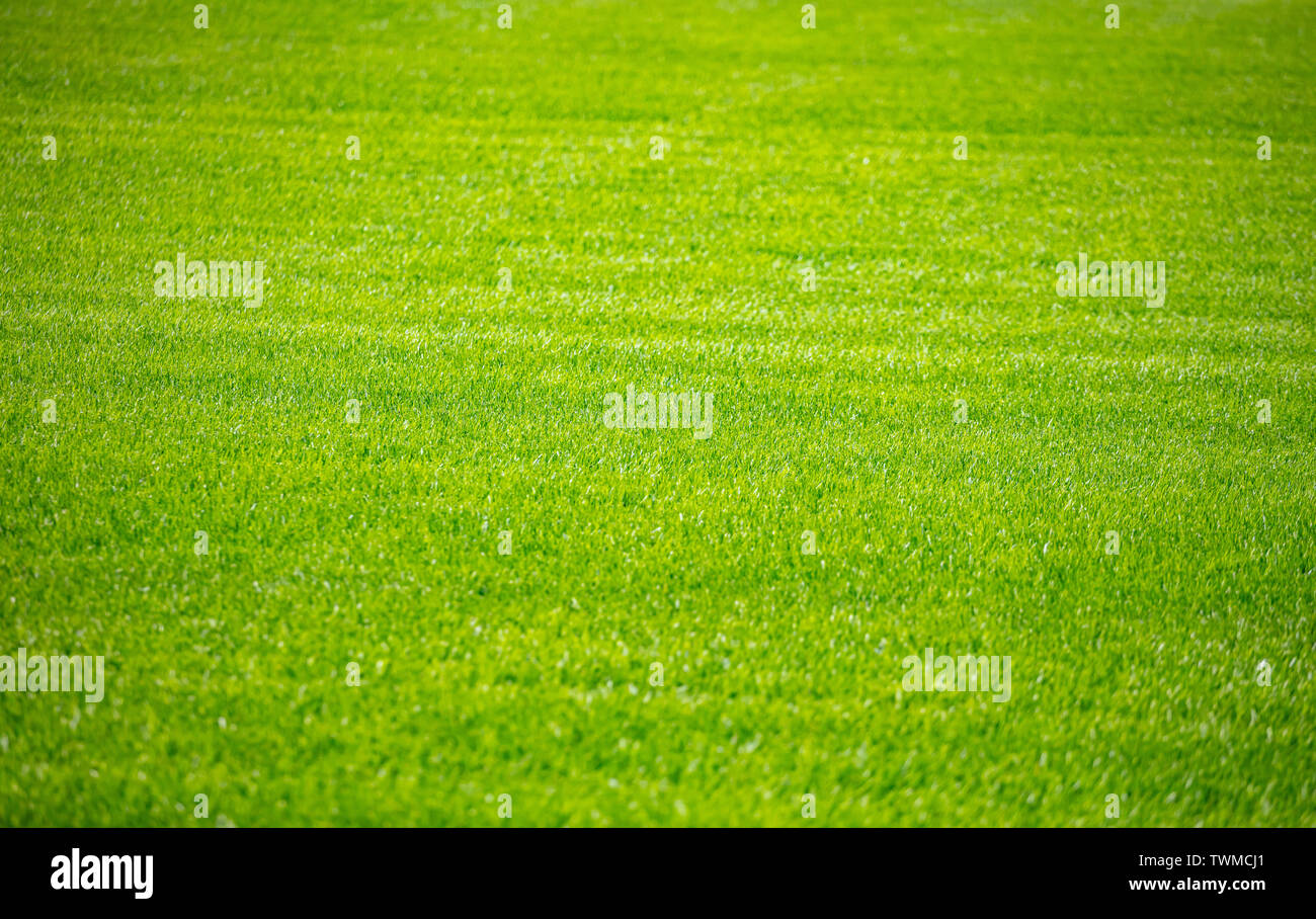Grass texture perspective hi-res stock photography and images - Alamy