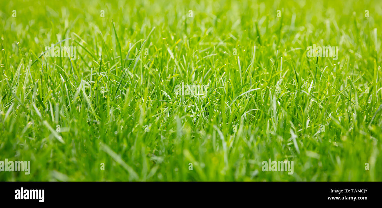 Fresh cut lawn, Close up view, banner. Green grass background, texture ...