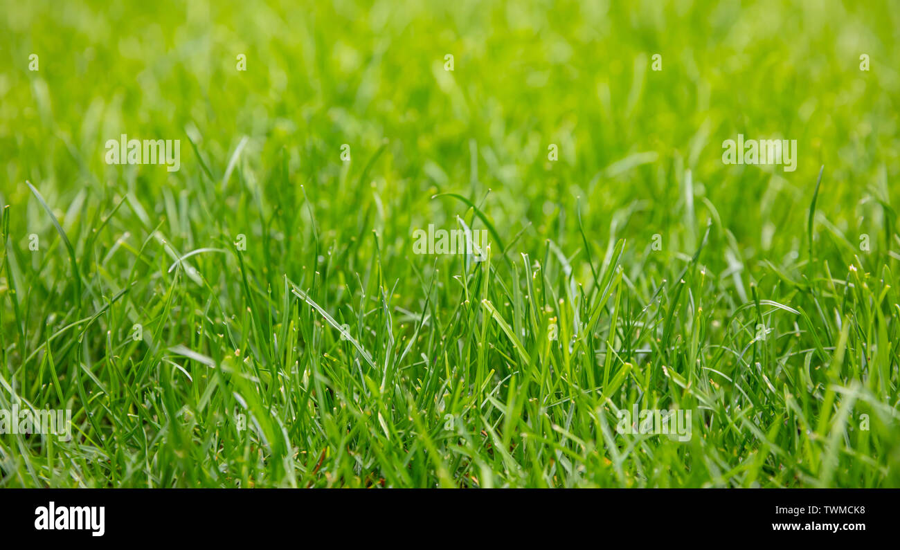 Fresh cut lawn, Close up view, banner. Green grass background, texture ...