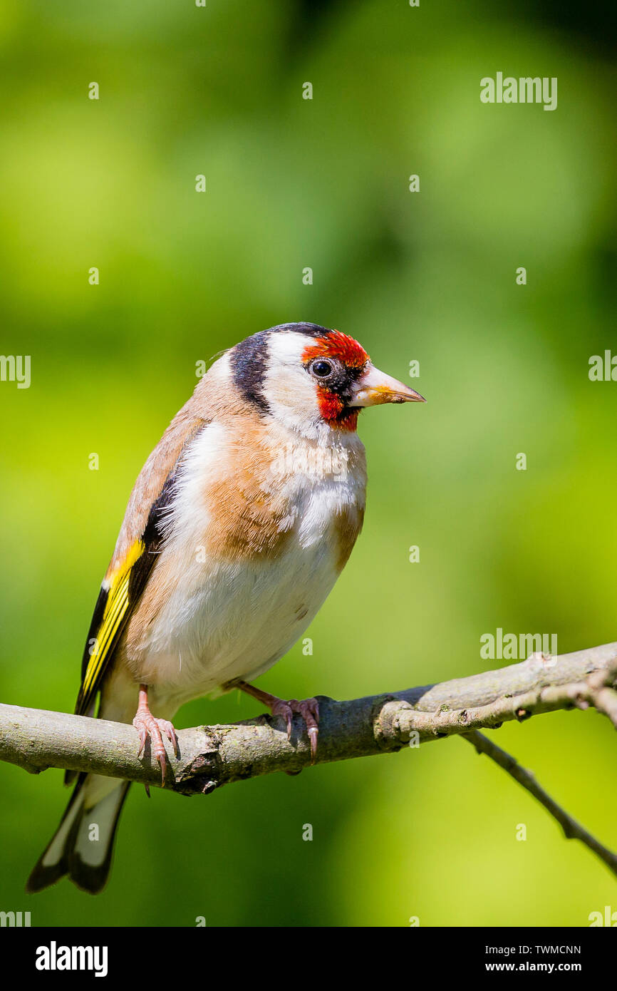 Goldfinch in spring hi-res stock photography and images - Alamy