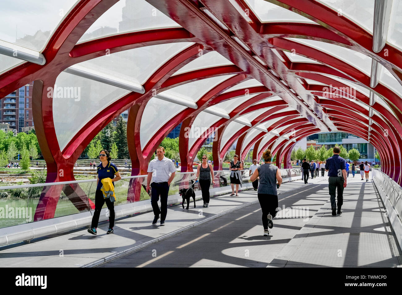 Pedestrian and cyclist Peace Bridge over the Bow River, Calgary ...
