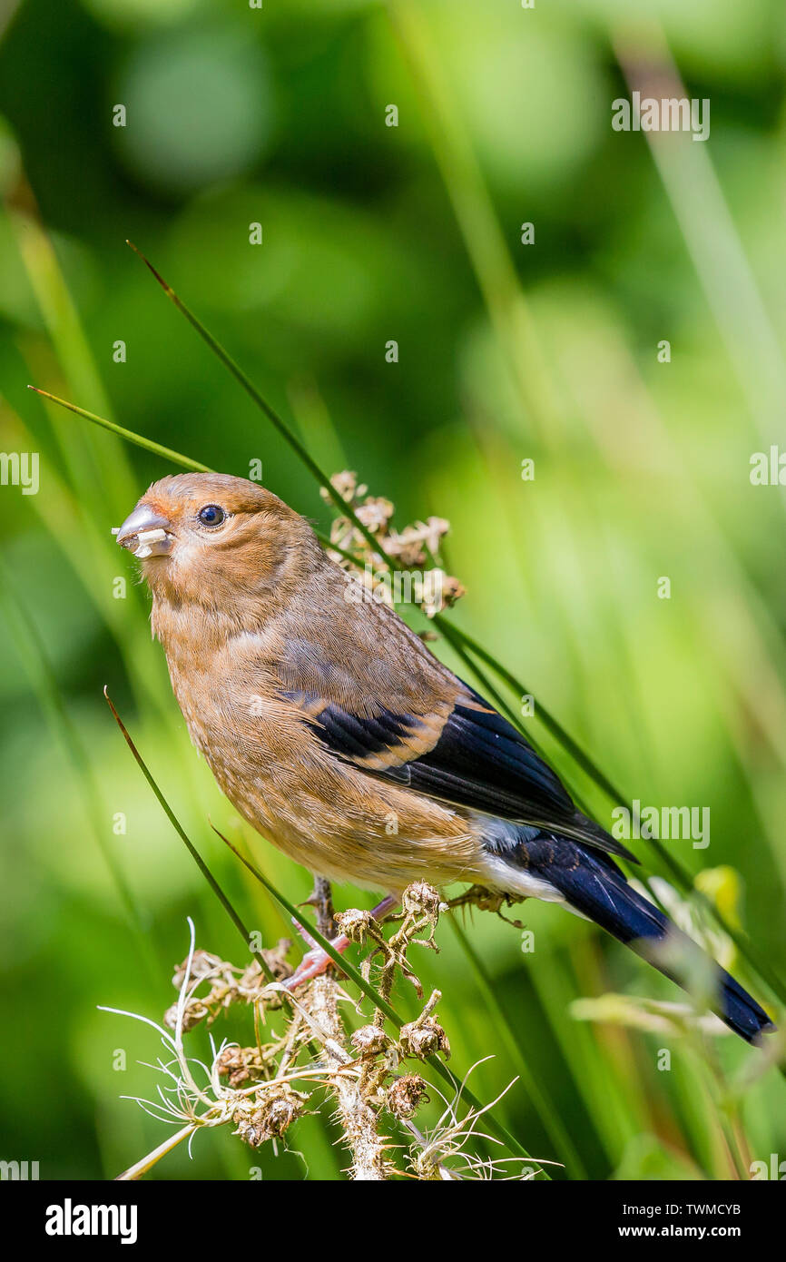 Bullfinch fledgling uk hi-res stock photography and images - Alamy